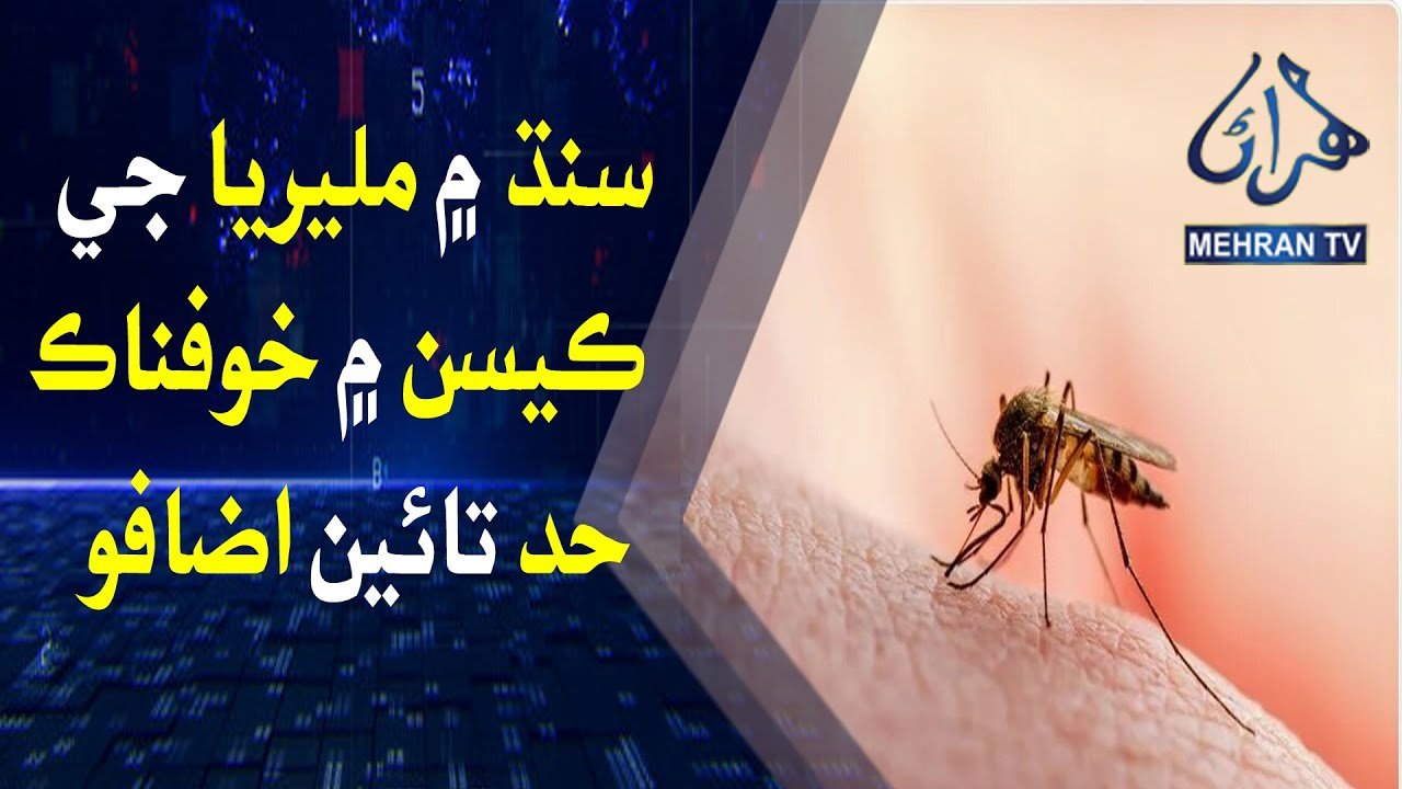 An Alarming rise record in Malaria Cases in Sindh || Mehran TV News ...
